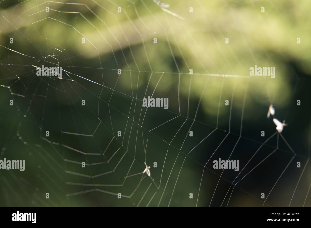 Flies captured by a spider web Stock Photo - Alamy