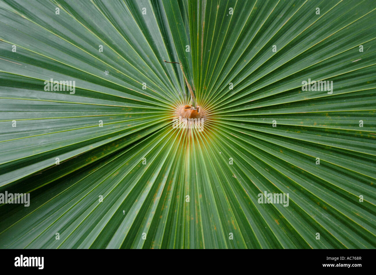 Palm leaf royal botanic gardens hi-res stock photography and images - Alamy