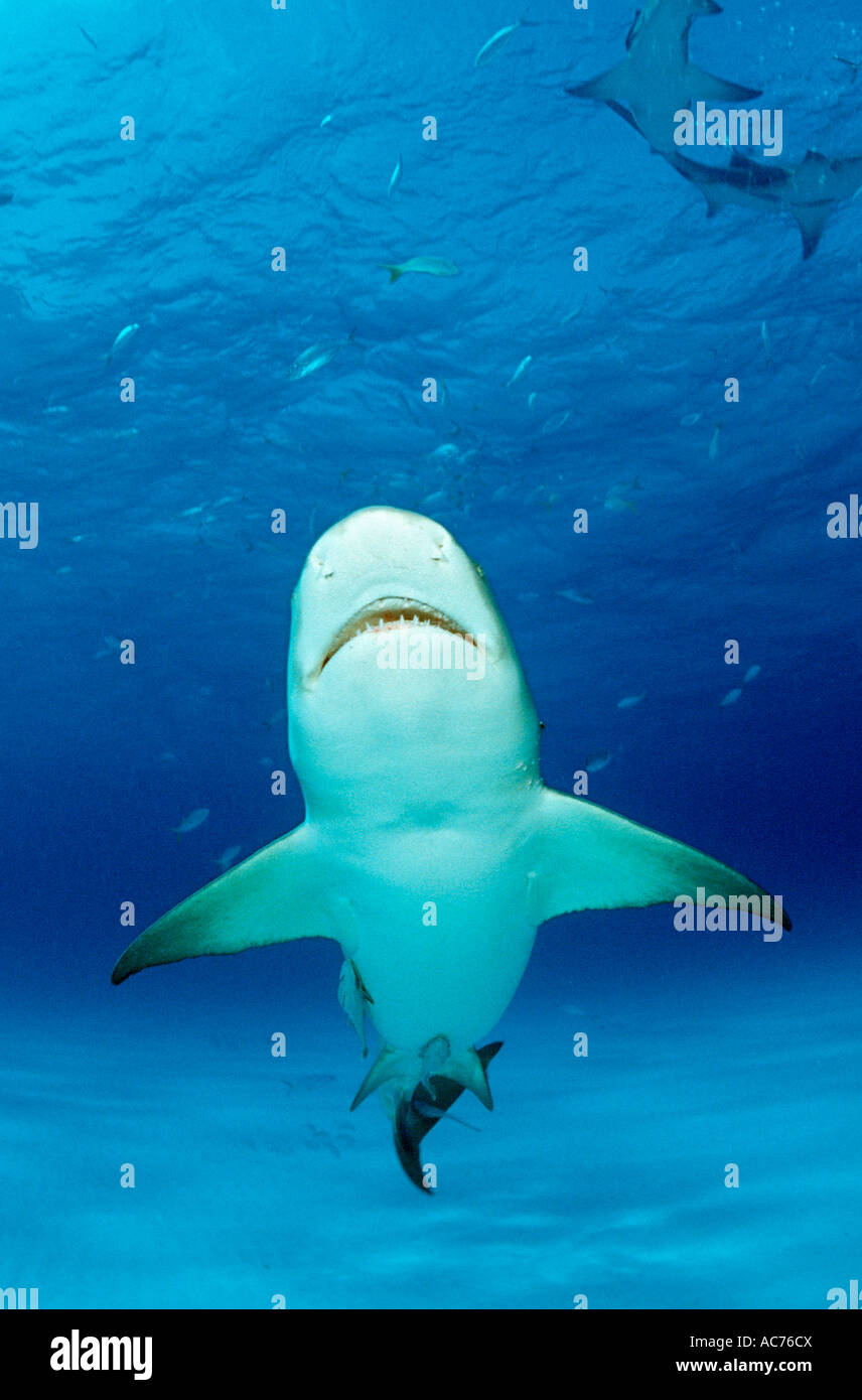 Lemon Shark Negaprion brevirostris Bahamas Grand Bahama Island Atlantic ...