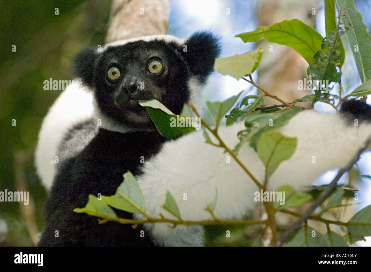 Indri lemur (Indri indri) Feeding in trees Analamazaotra-Perinet ...