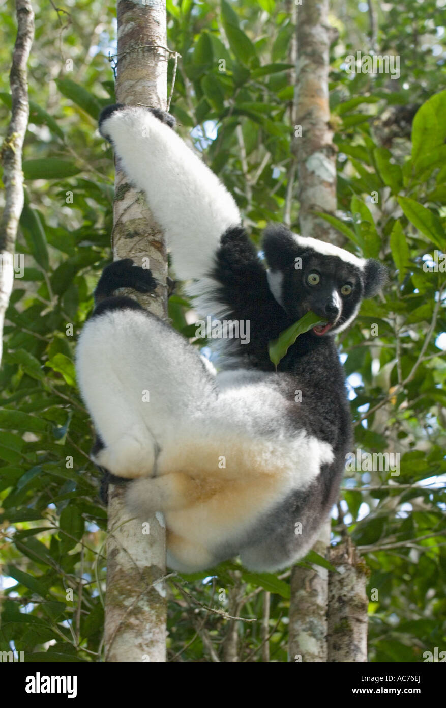 Indri lemur (Indri indri) Feeding in trees Analamazaotra-Perinet ...