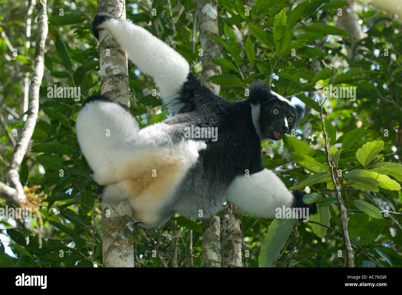 Indri lemur (Indri indri) Feeding in trees Analamazaotra-Perinet ...