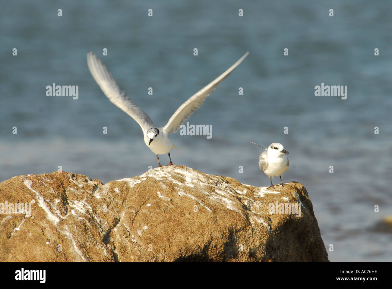 Terns peechi wildlife sanctuary thrissur hi-res stock photography and ...