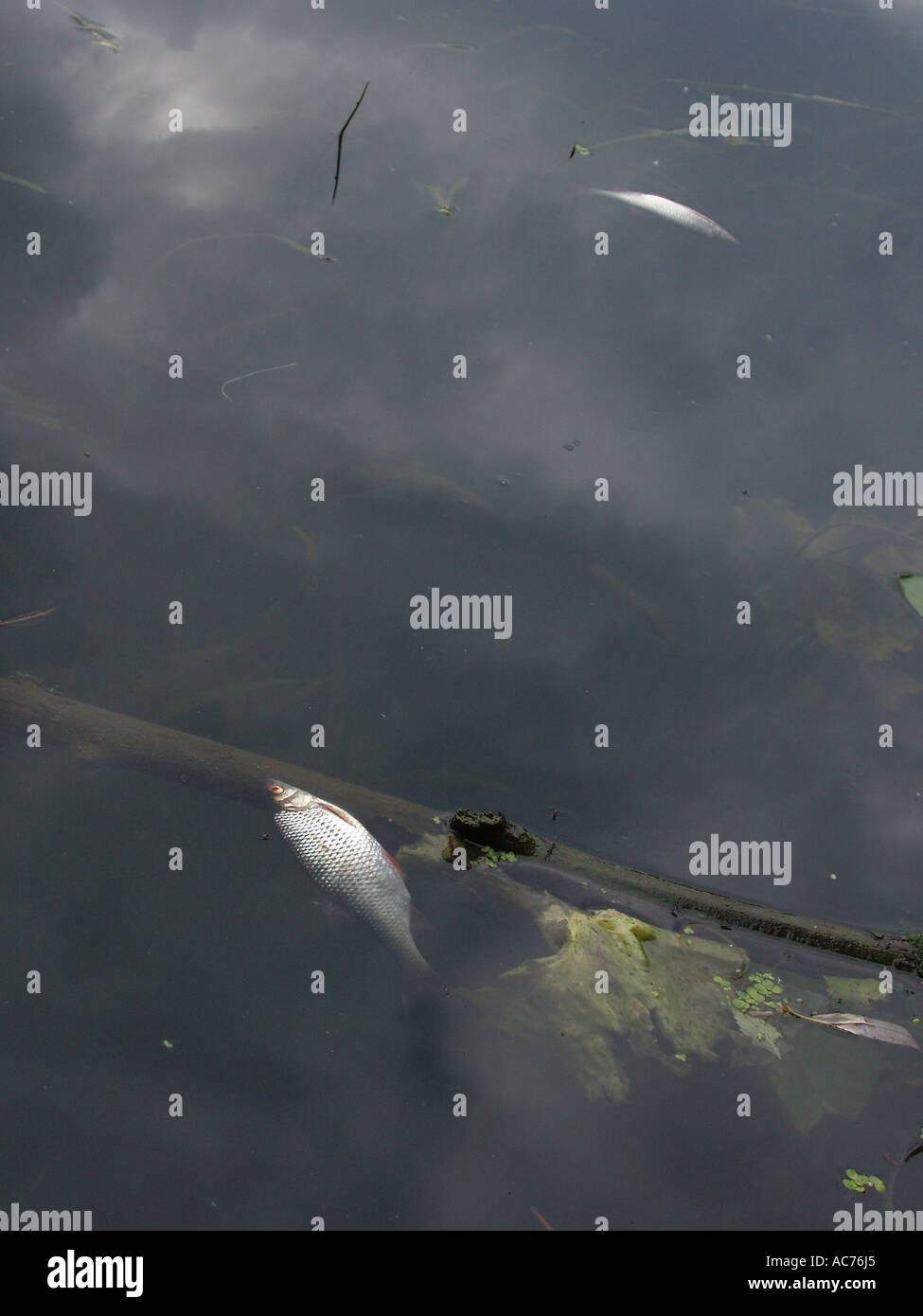 Pollution dead fish uk hi-res stock photography and images - Alamy