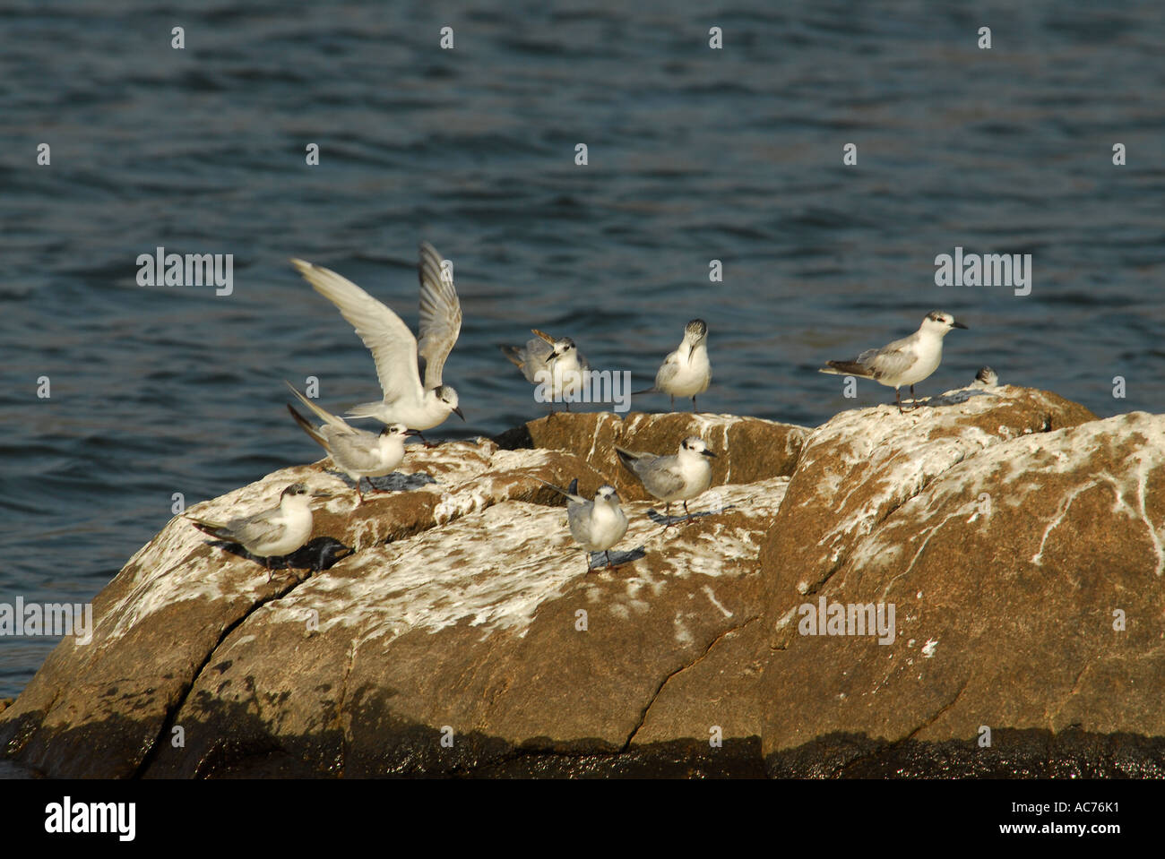 Terns peechi wildlife sanctuary thrissur hi-res stock photography and ...