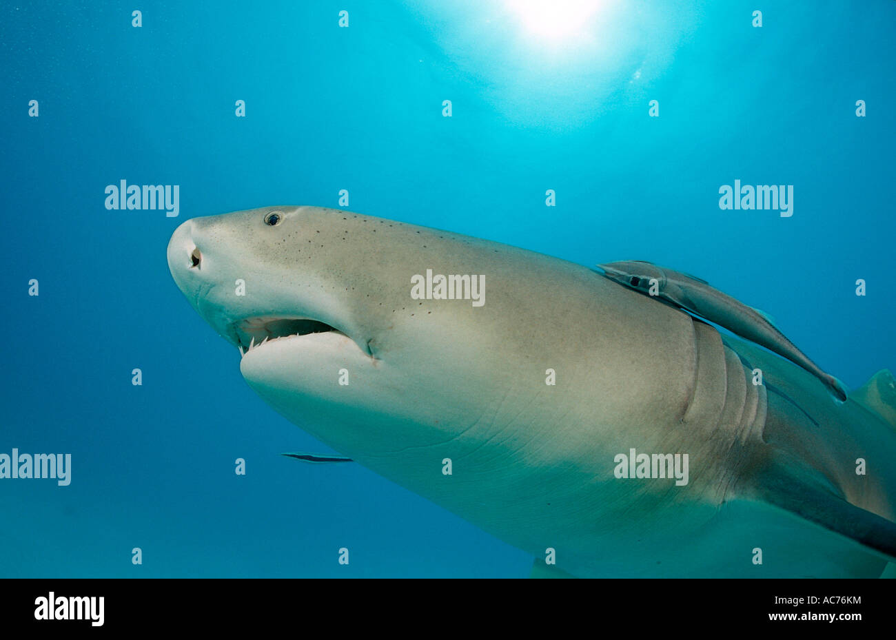 Lemon shark hi-res stock photography and images - Alamy