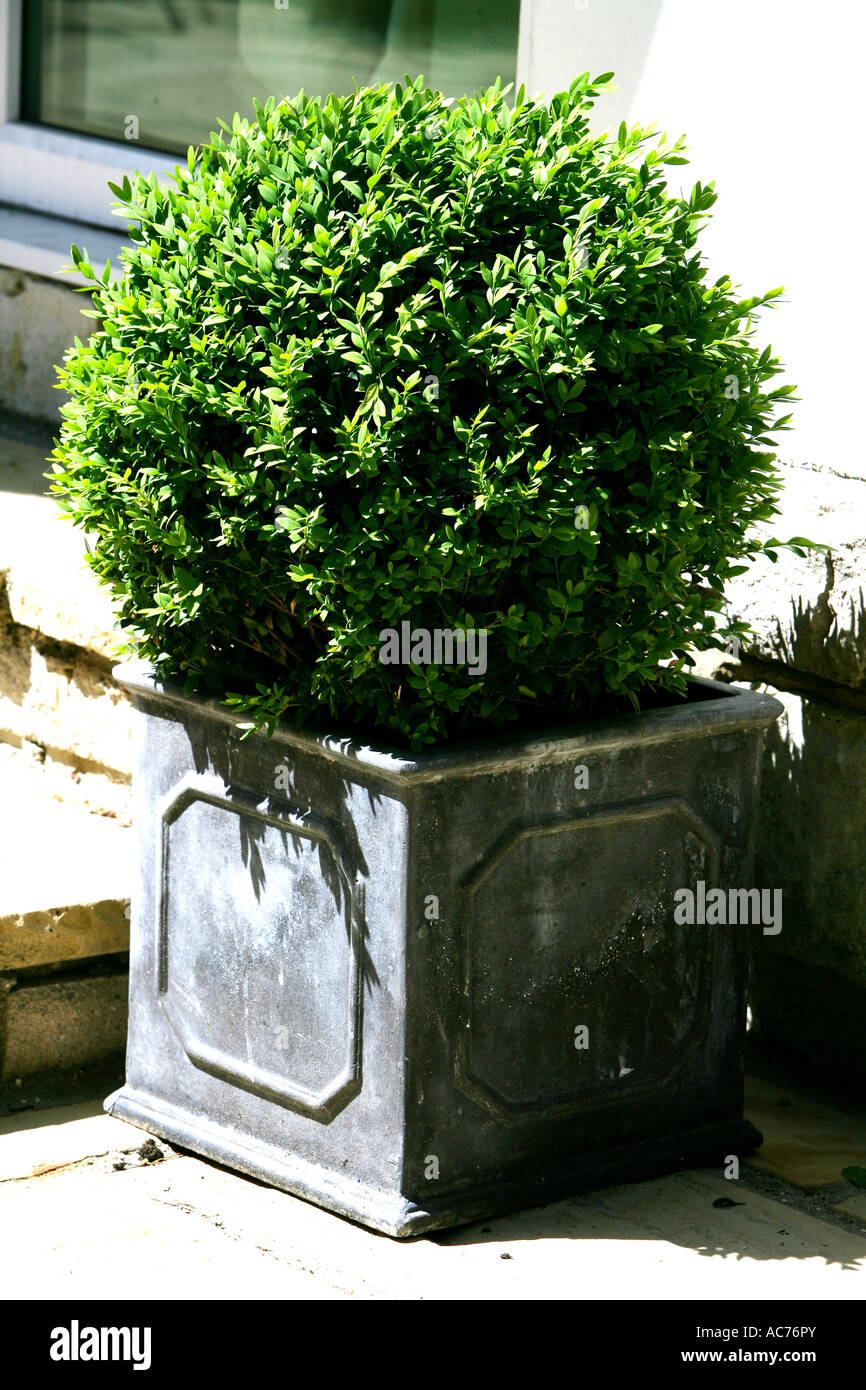 Garden Box Hedging Stock Photo - Alamy