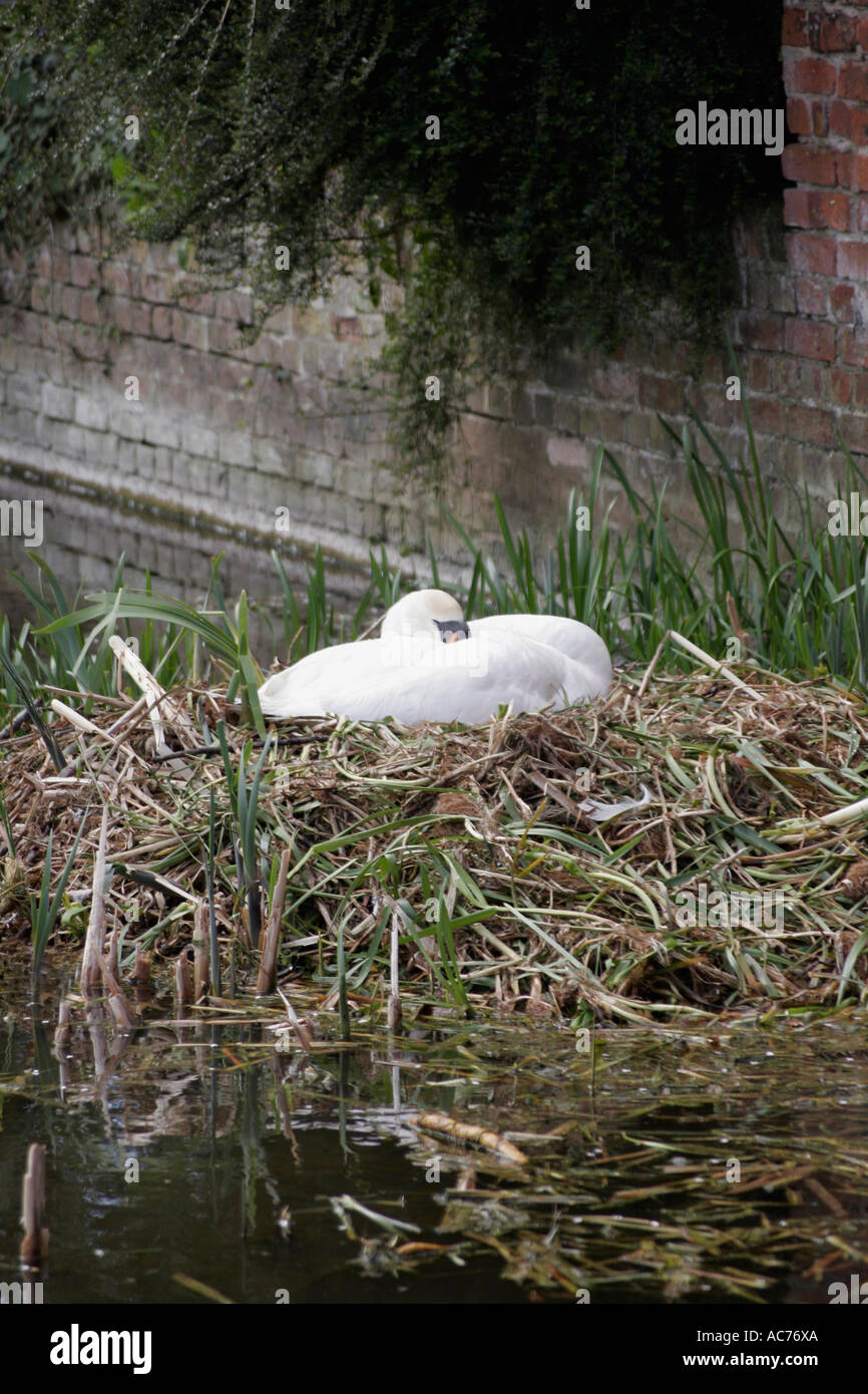 SWAN SITTING ON HER NEST. FLATFORD SUFFOLK ENGLAND UK EUROPE Stock Photo - Alamy