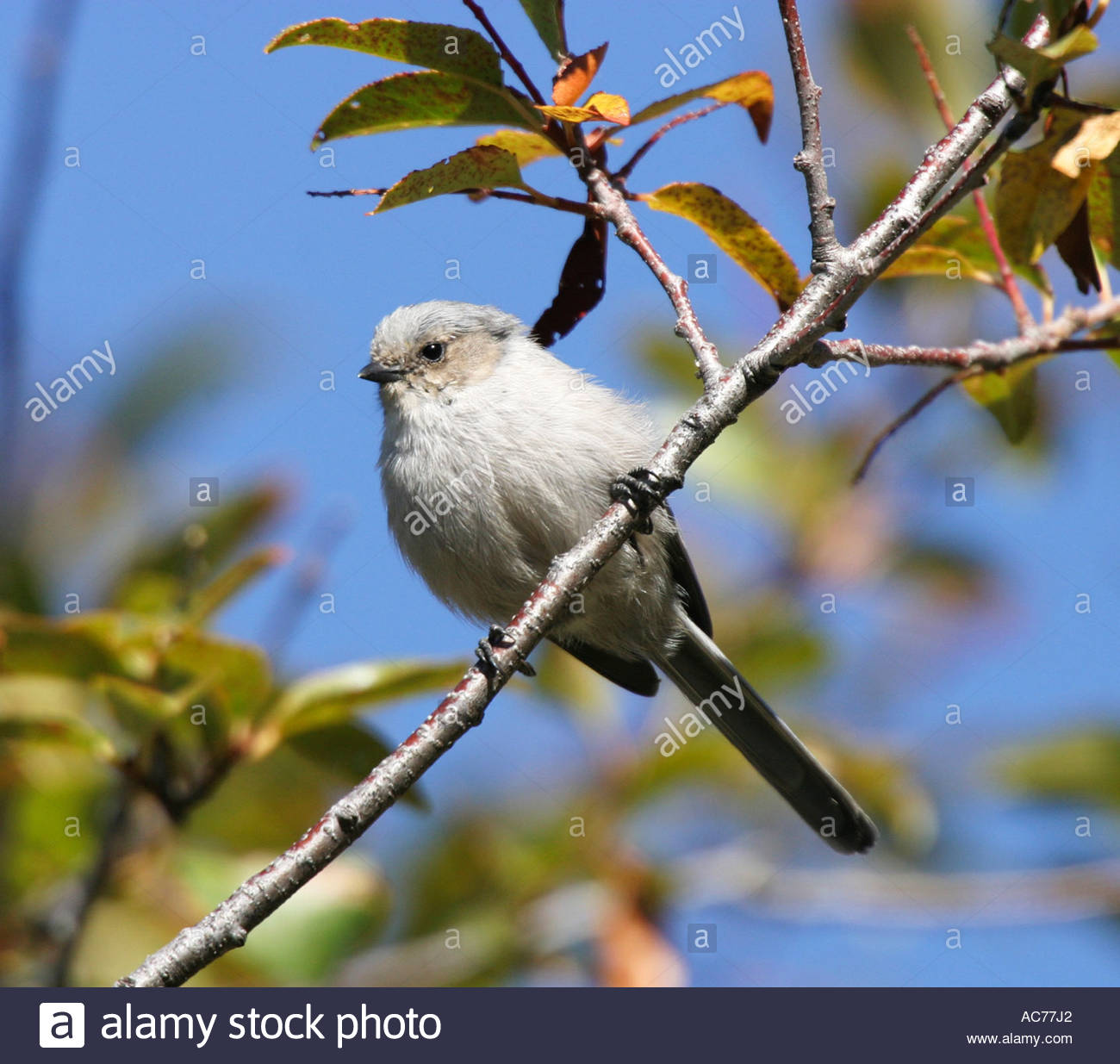 Bushtit High Resolution Stock Photography and Images - Alamy