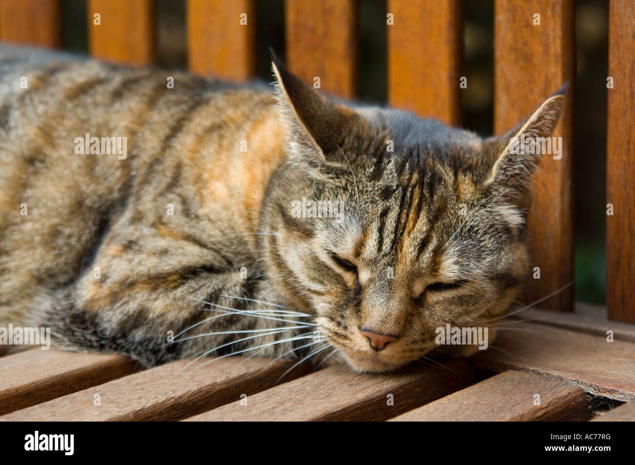 Cat sleeping on bench Stock Photo - Alamy