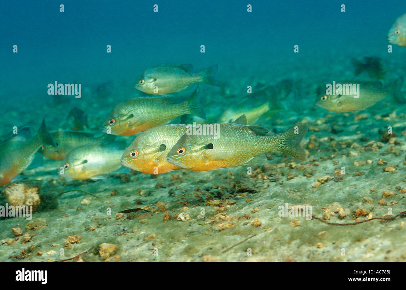 Redbreast Sunfish Lepomis auritus USA Florida FL Stock Photo - Alamy