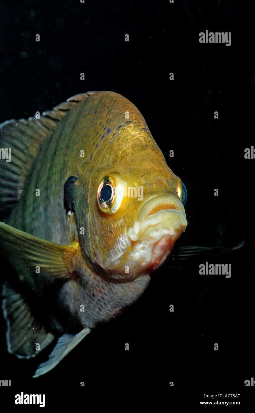 Redbreast sunfish hi-res stock photography and images - Alamy