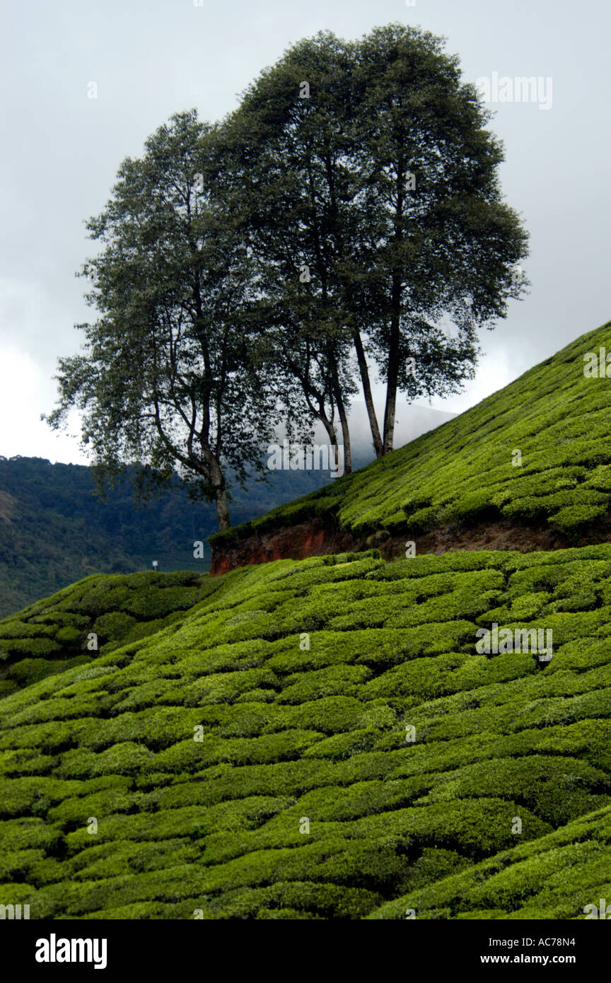 Munnar attractions hi-res stock photography and images - Alamy