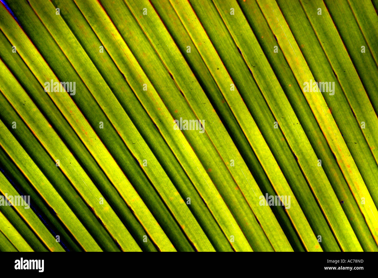 COCONUT LEAF PATTERN Stock Photo - Alamy