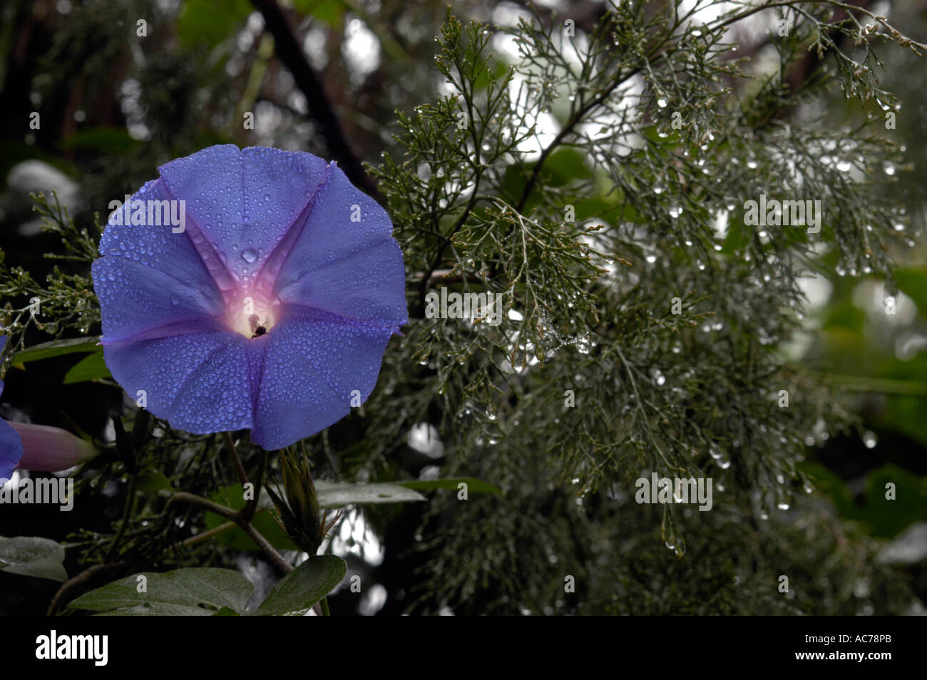WILD FLOWER, MUNNAR, KERALA Stock Photo - Alamy