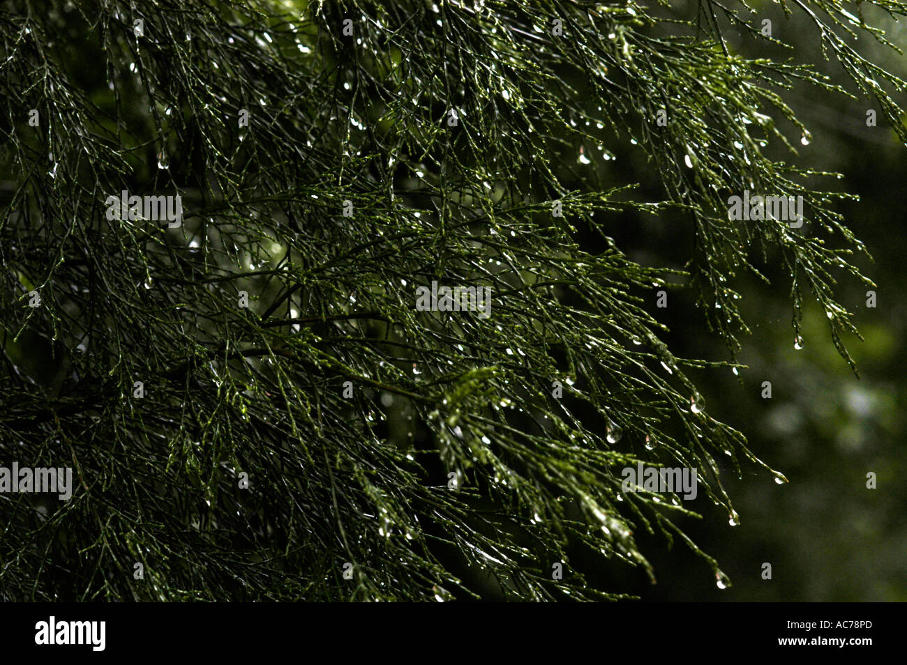 DEW DROPS ON A CONIFEROUS TREE, MUNNAR Stock Photo - Alamy