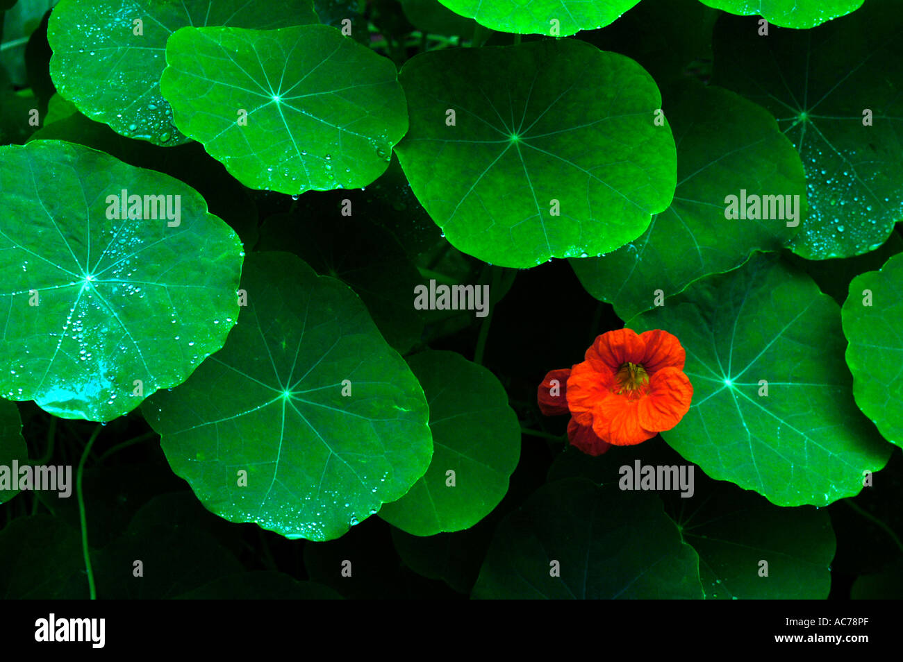 WILD FLOWER, MUNNAR, KERALA Stock Photo - Alamy