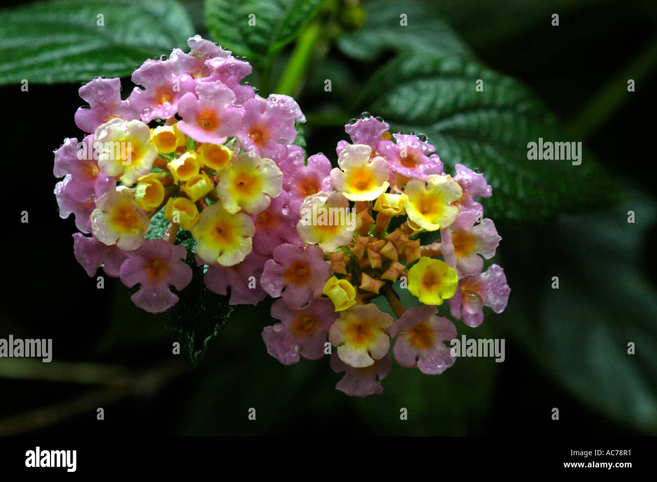 Wild flora kerala hi-res stock photography and images - Alamy