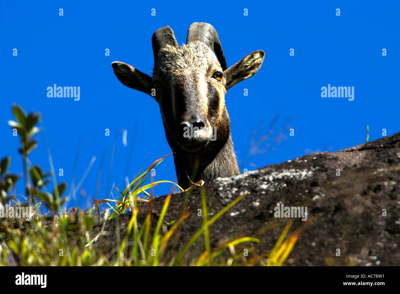 NILGIRI TAHR (HEMITRAGUS HYLOCRIUS), MOUNTAIN GOATS OF WESTERN GHATS ...