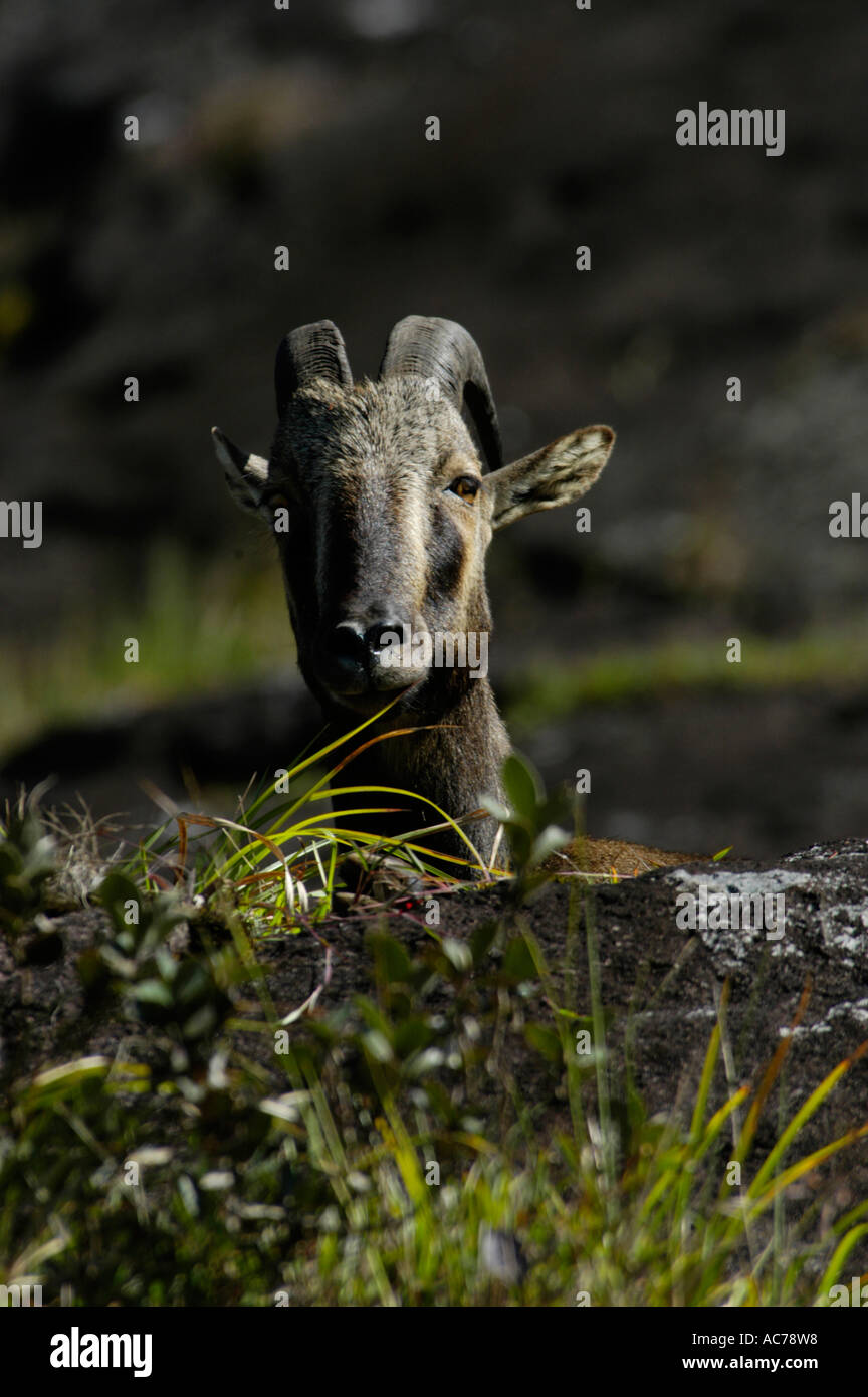 NILGIRI TAHR (HEMITRAGUS HYLOCRIUS), MOUNTAIN GOATS OF WESTERN GHATS ...