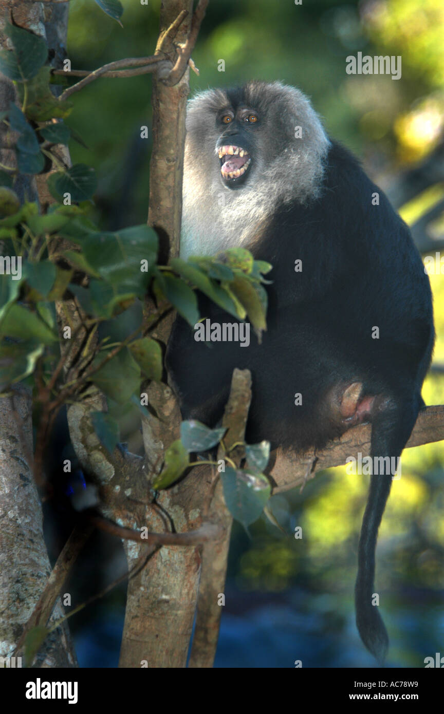 LION-TAILED MACAQUE (MACACA SILENUS), SILENT VALLEY NATIONAL PARK ...