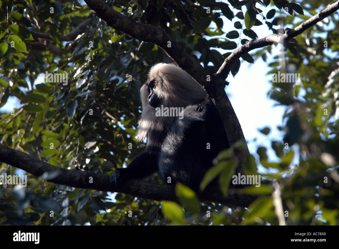 LION-TAILED MACAQUE (MACACA SILENUS), SILENT VALLEY NATIONAL PARK ...