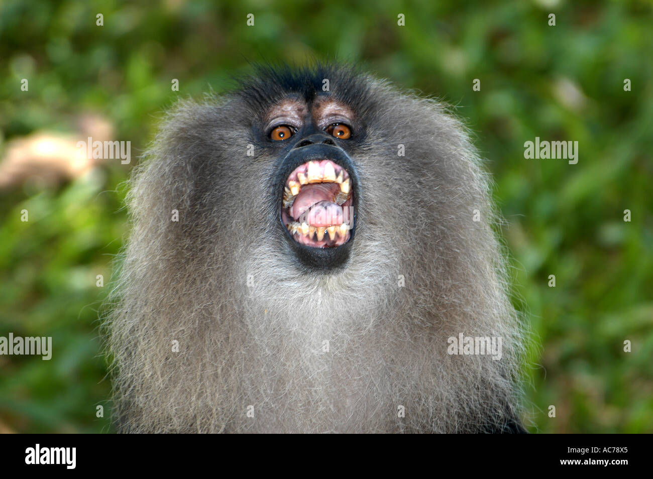 LION-TAILED MACAQUE (MACACA SILENUS), SILENT VALLEY NATIONAL PARK ...