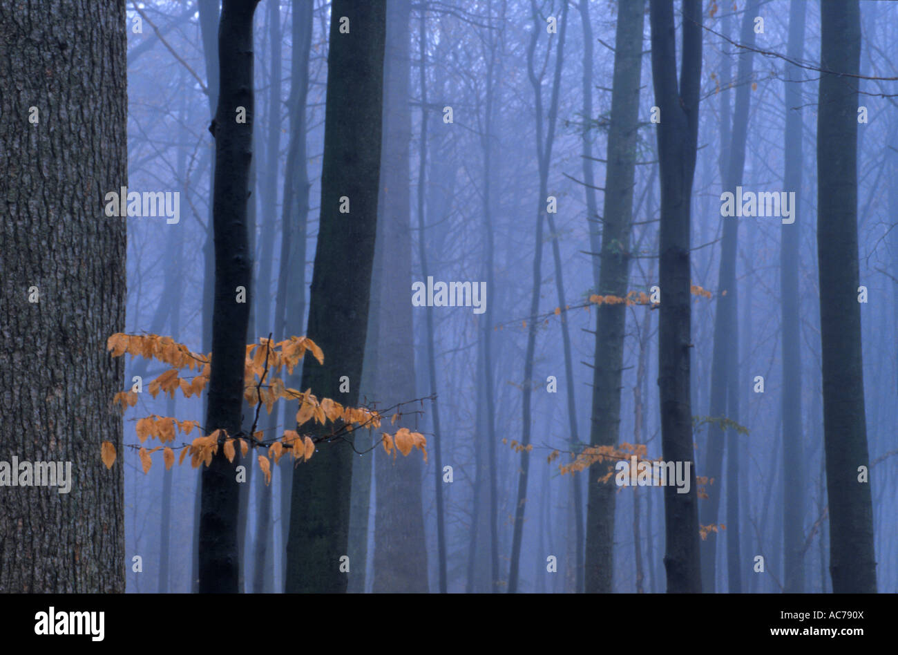 Moody forest hi-res stock photography and images - Alamy