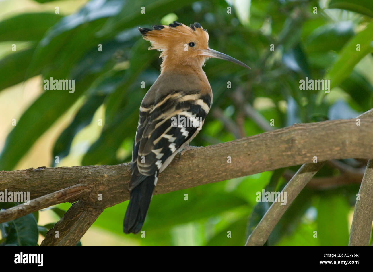 Madagascar bird hi-res stock photography and images - Alamy