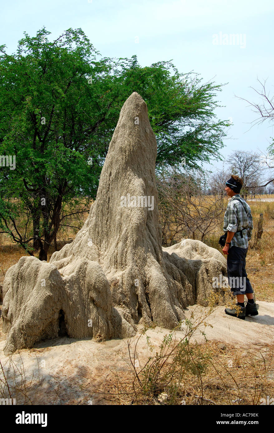 Termite mound in the African wilderness, Botswana, Africa Stock Photo ...