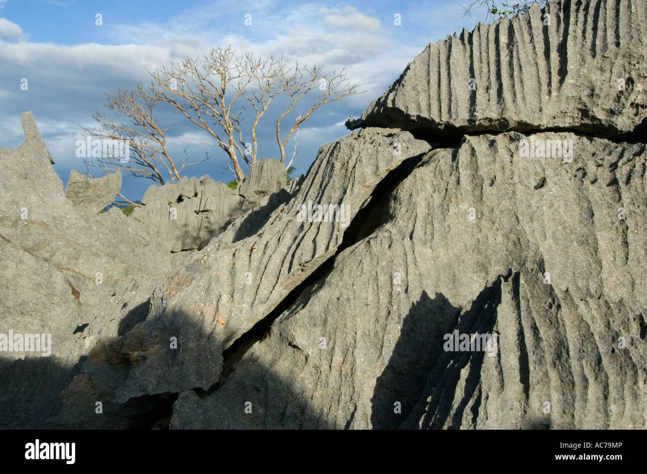 Eroded Limestone Landscape, or Tsingy, Ankarana National Park ...