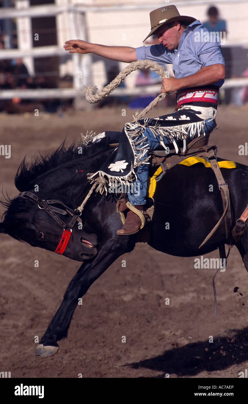 Rodeo, Normanton, NW Gulf Savannah, N Queensland, Australia, Vertical ...