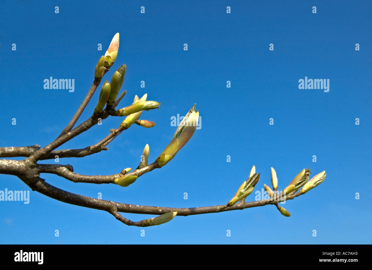 the spring buds of the sycamore tree Stock Photo - Alamy