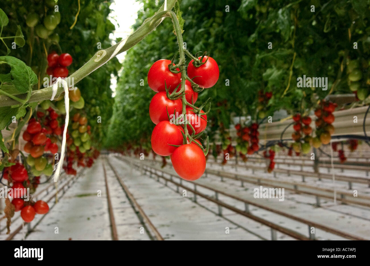 Tomato vine in a commercial greenhouse Stock Photo - Alamy