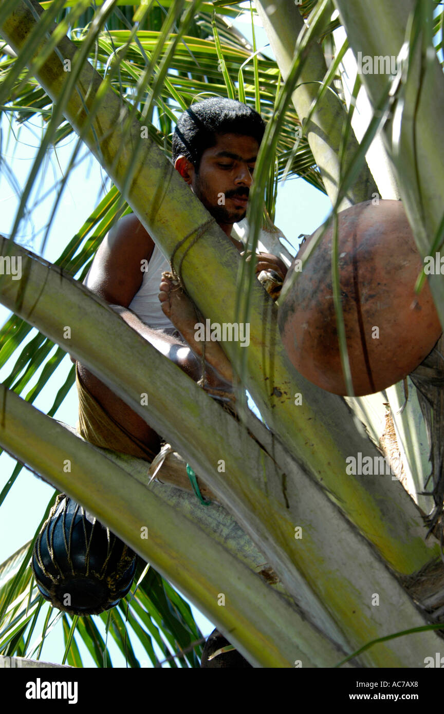 TODDY TAPPER ON COCONUT TREE, KUMBALANGHI MODEL TOURISM VILLAGE NEAR ...