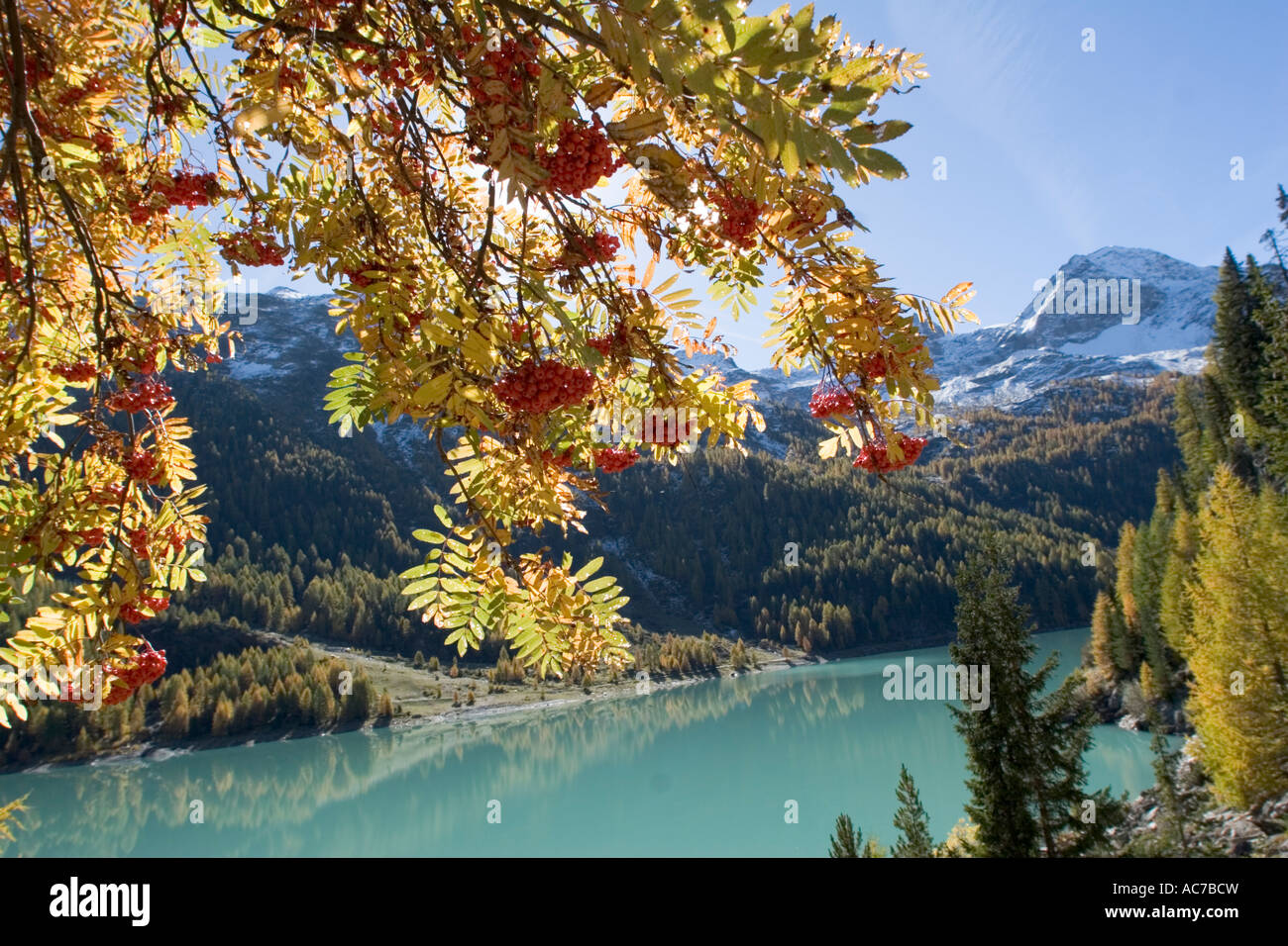 Berries - rowan or mountain-ash tree (genus Sorbus or family Rosaceae ...