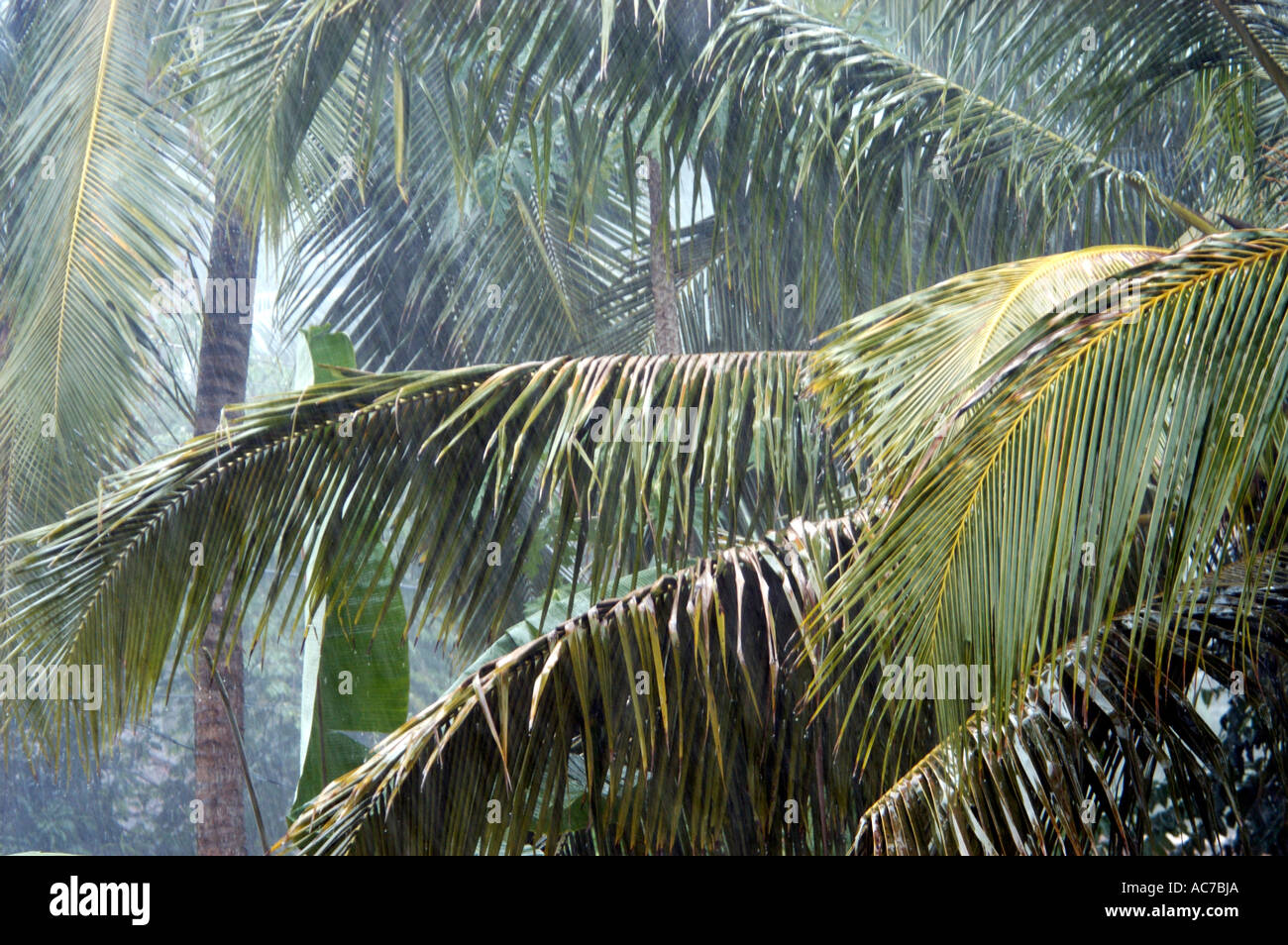 COCONUT TREES SWAYING IN RAIN, MONSOON RAIN HITTING KERALA Stock Photo ...