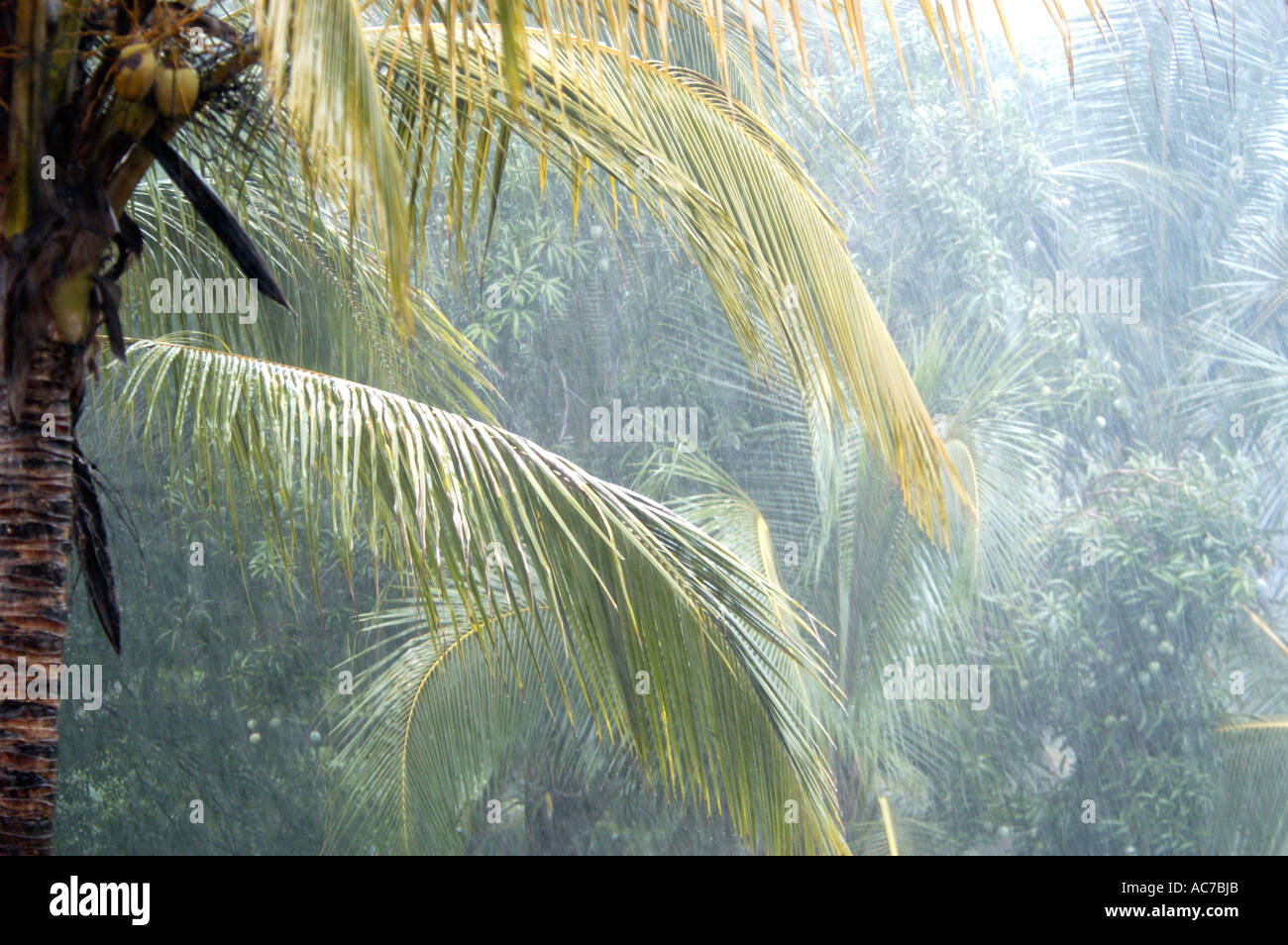 COCONUT TREES SWAYING IN RAIN, MONSOON RAIN HITTING KERALA Stock Photo ...