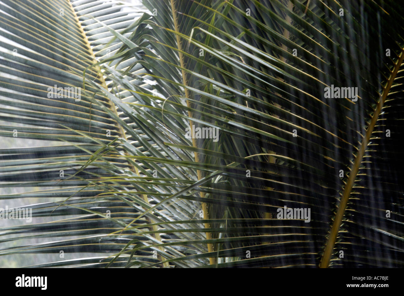 COCONUT TREES SWAYING IN RAIN, MONSOON RAIN HITTING KERALA Stock Photo ...