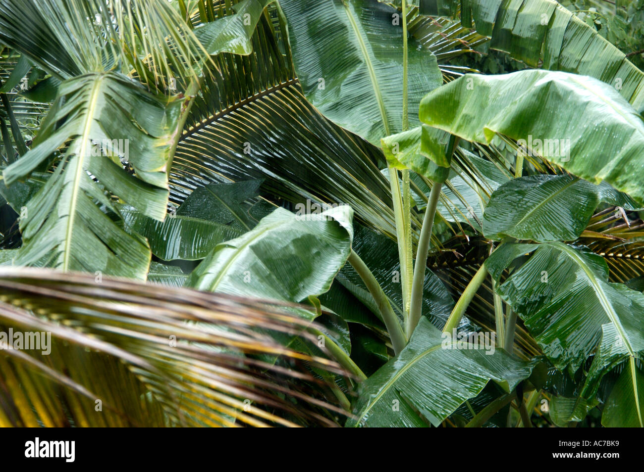 Raining in kerala hi-res stock photography and images - Alamy