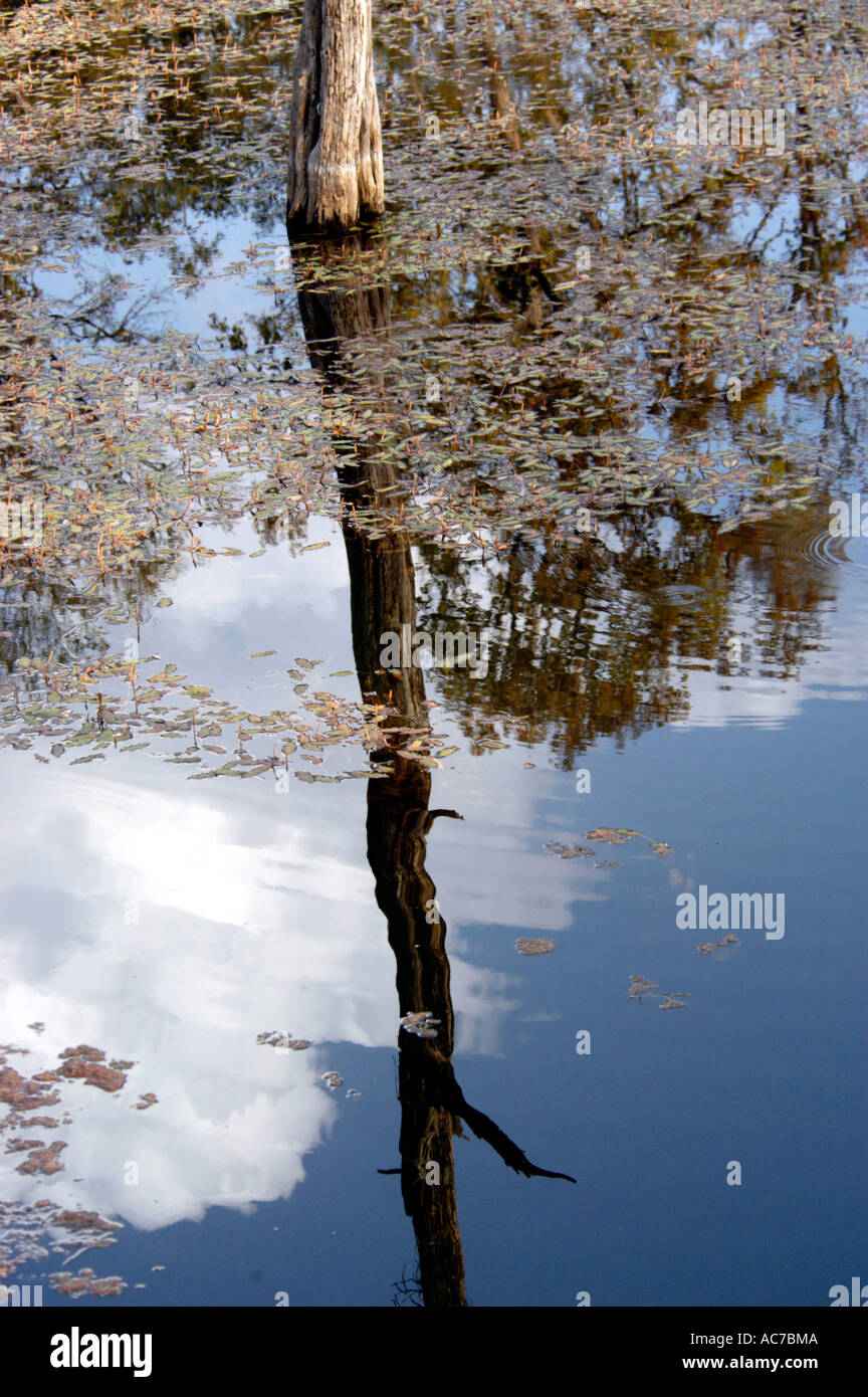 REFLECTION OF TREE STUMPS, KANHA, MADHYA PRADESH Stock Photo - Alamy