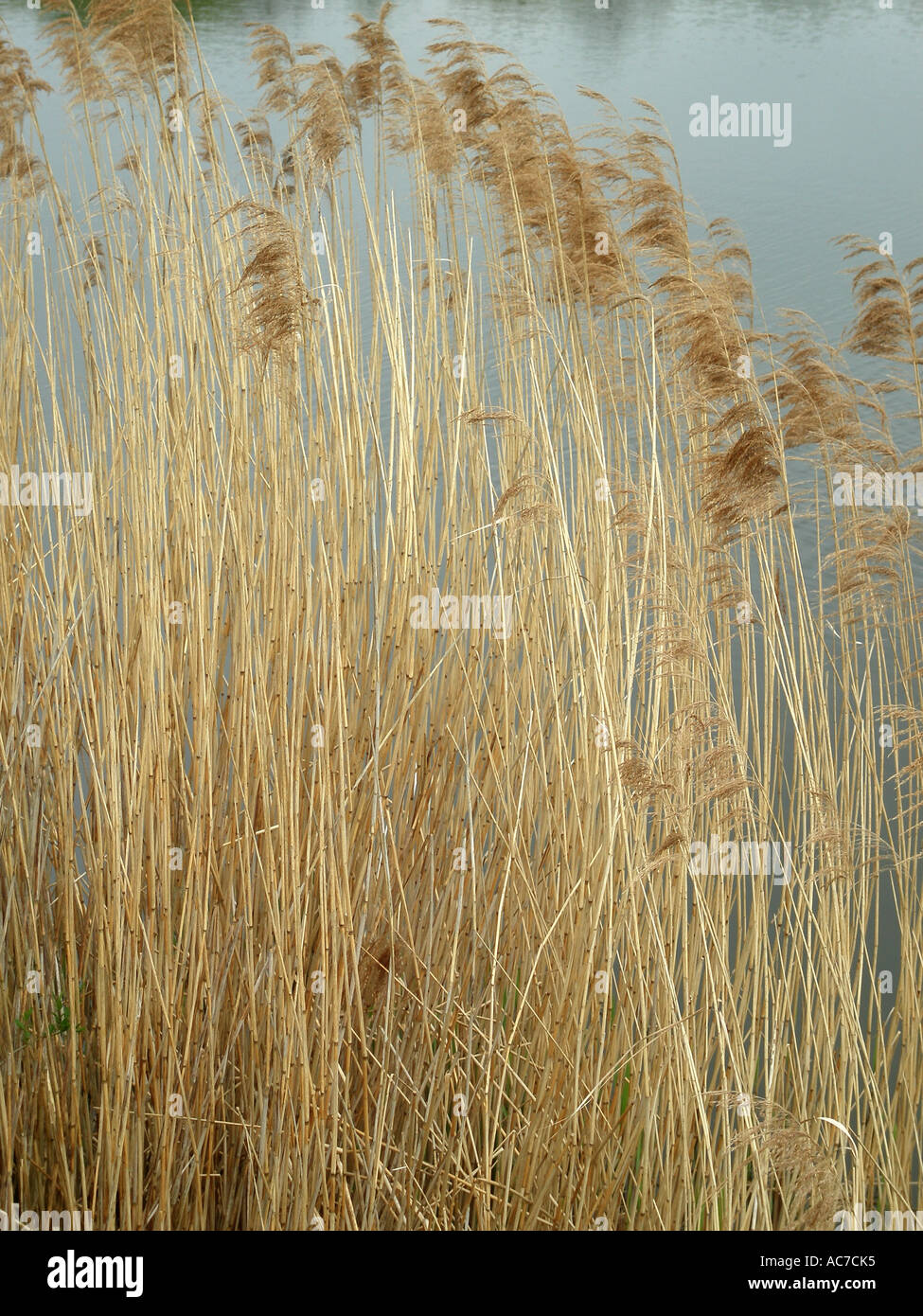 Plants on the edge of water hi-res stock photography and images - Alamy