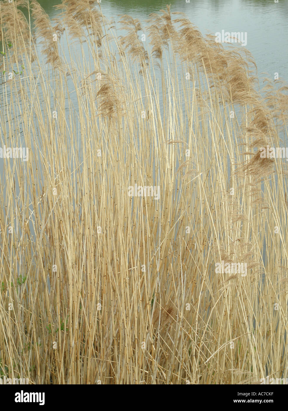 Plants on the edge of water hi-res stock photography and images - Alamy