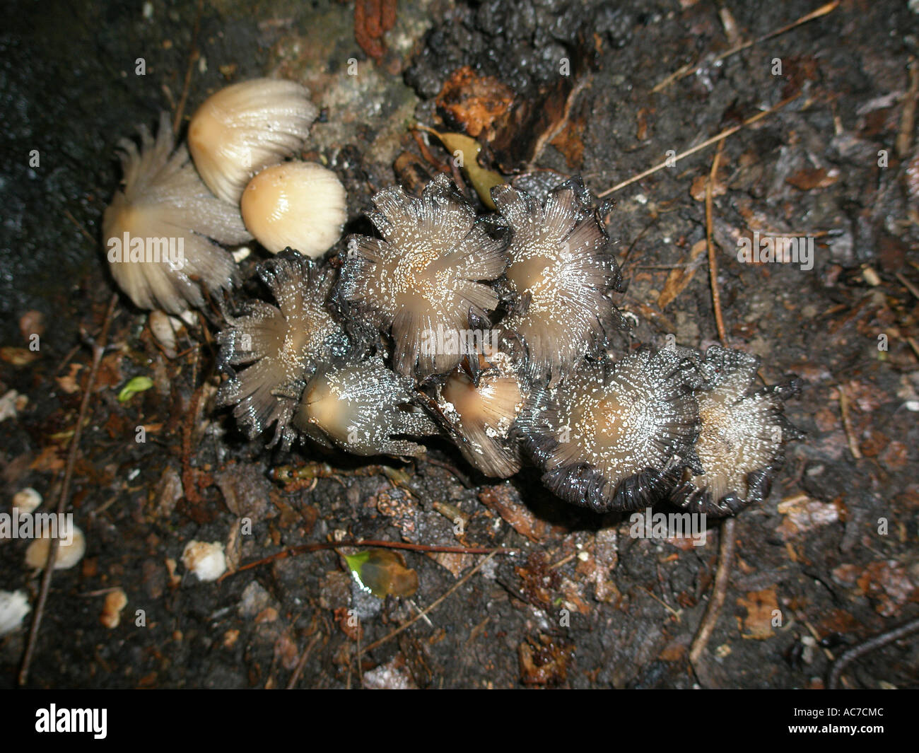 woodland mushrooms toadstools Stock Photo - Alamy