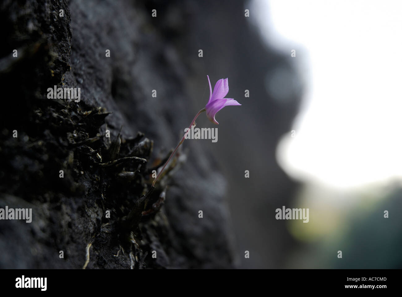 Nilgiri biosphere nature park hi-res stock photography and images - Alamy