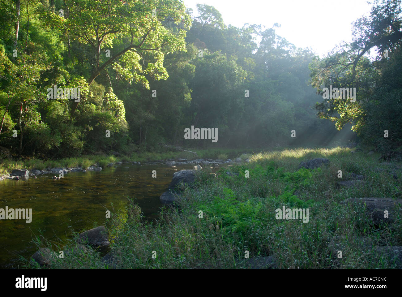Nilgiri dist hi-res stock photography and images - Alamy