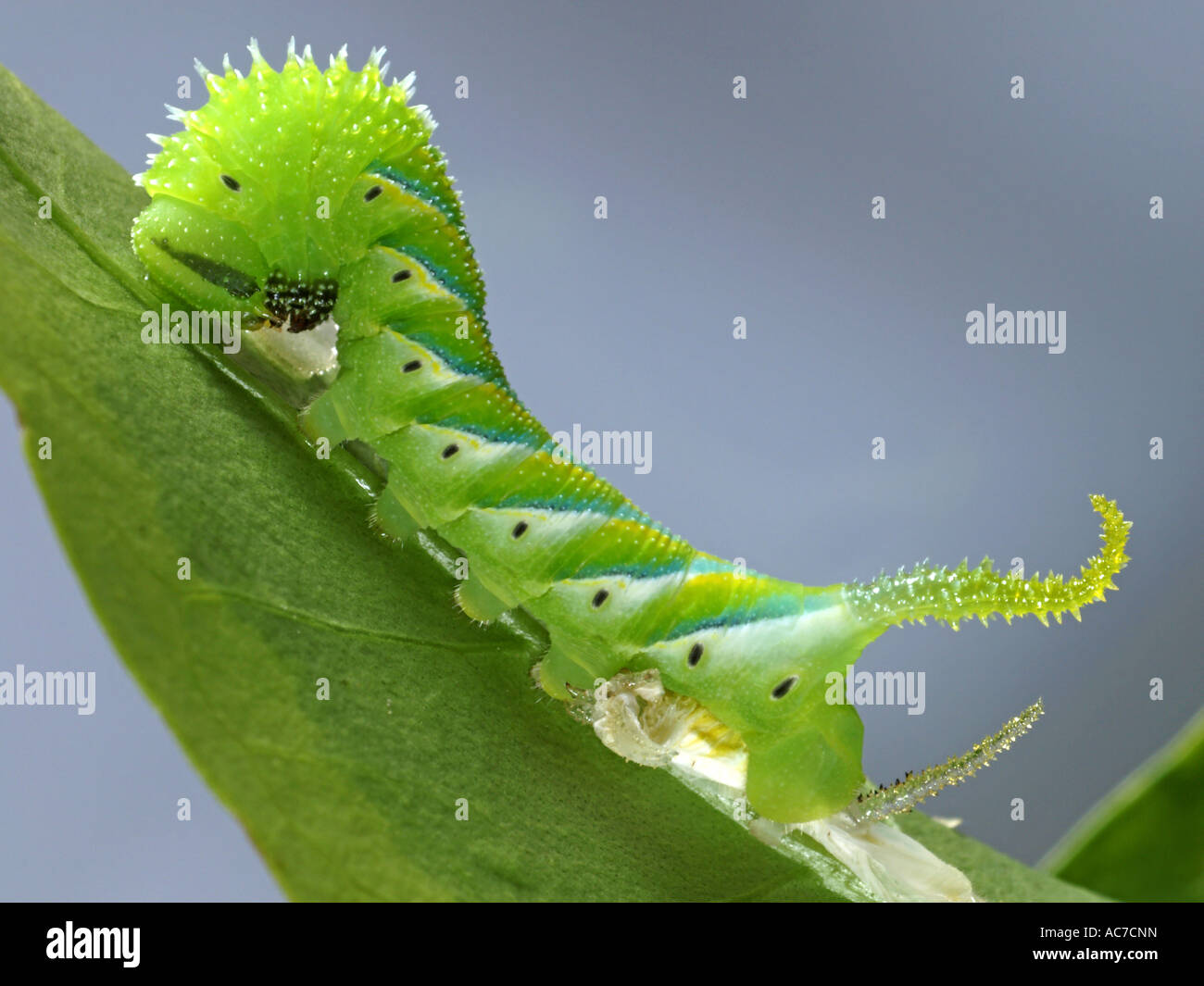 Death's Head Hawkmoth larva Stock Photo - Alamy