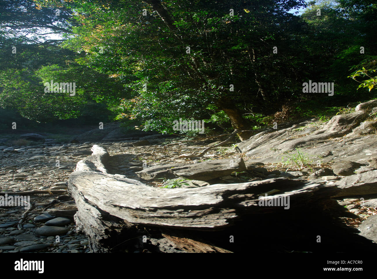 Nilgiri dist hi-res stock photography and images - Alamy