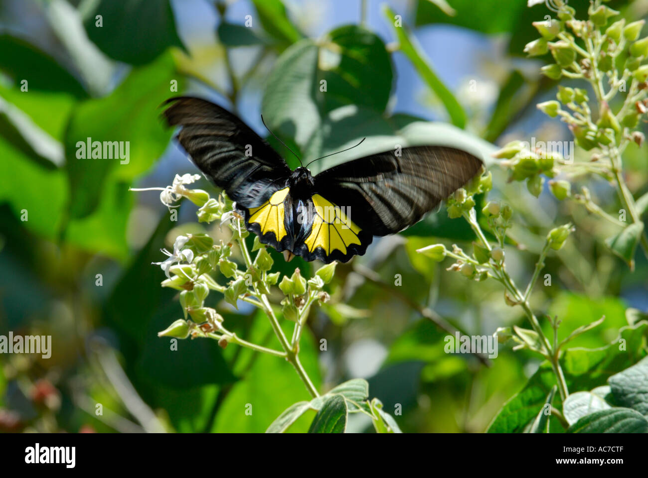 SOUTHERN BIRDWING BUTTERFLY SILENT VALLEY NATIONAL PARK PALAKKAD DIST ...