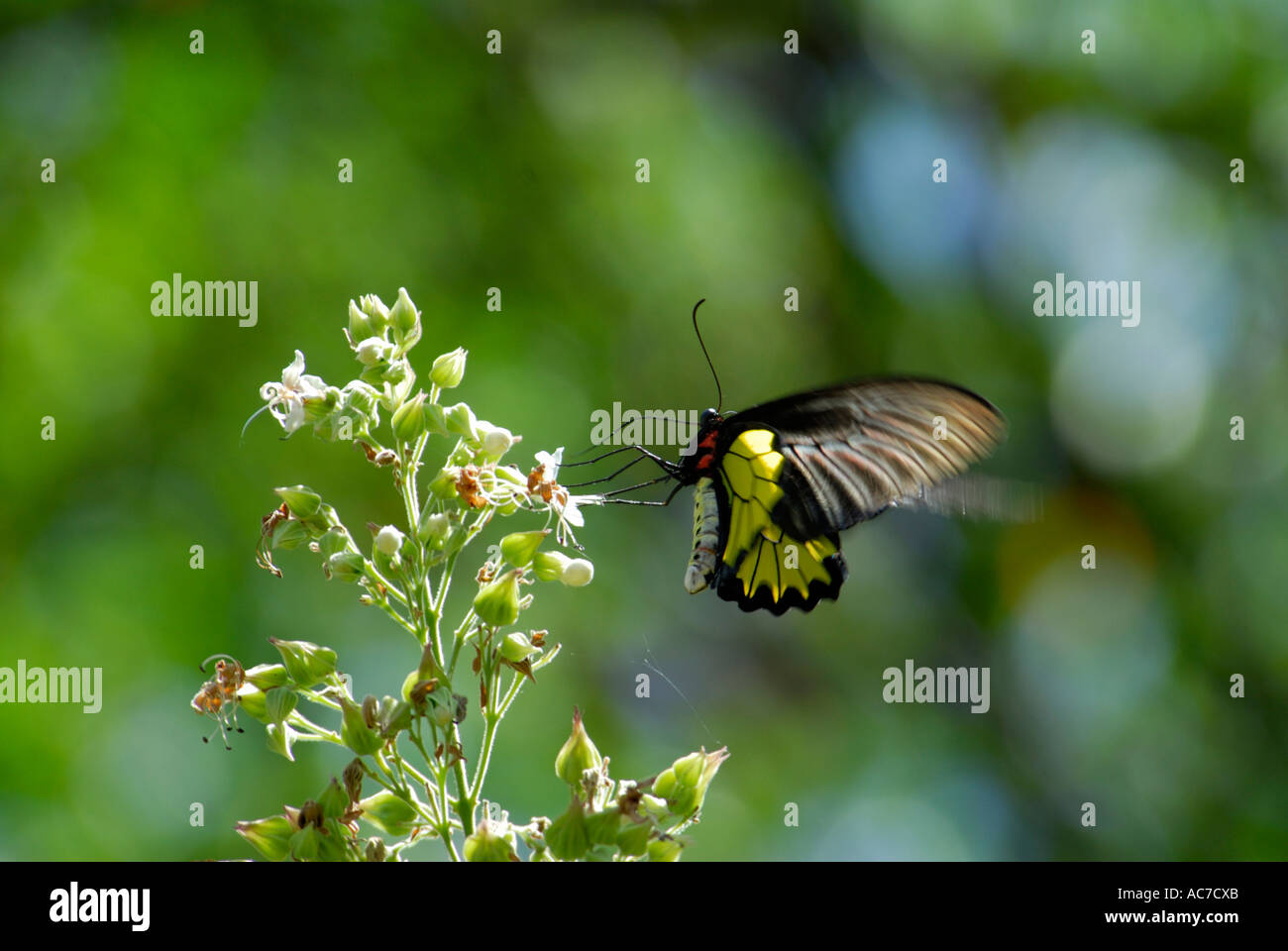 SOUTHERN BIRDWING BUTTERFLY SILENT VALLEY NATIONAL PARK PALAKKAD DIST ...